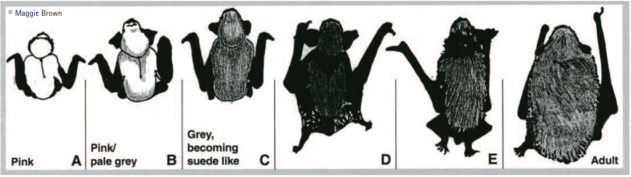 Baby bats - How to tell it's a baby - Rescue Centre